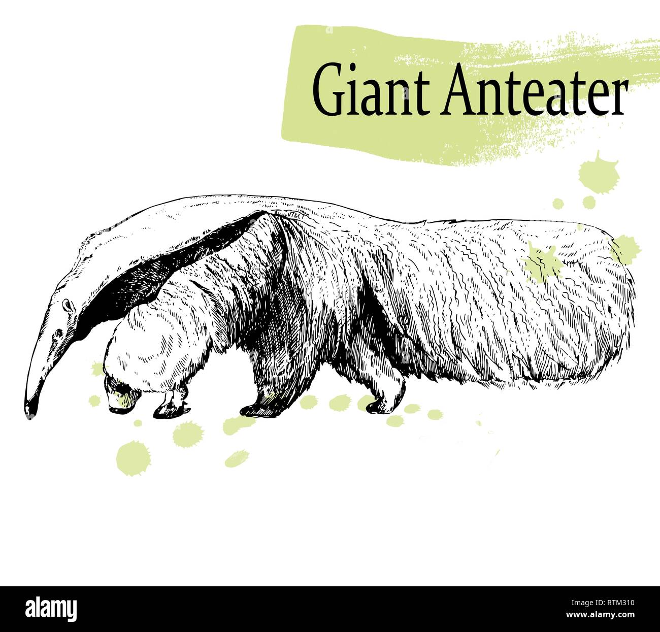 Giant anteater illustration hi-res stock photography and images - Alamy