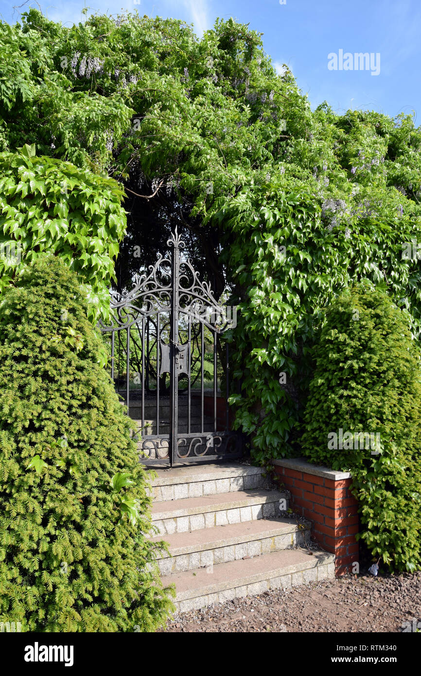 Iron gate covered by ivy and trees Stock Photo - Alamy