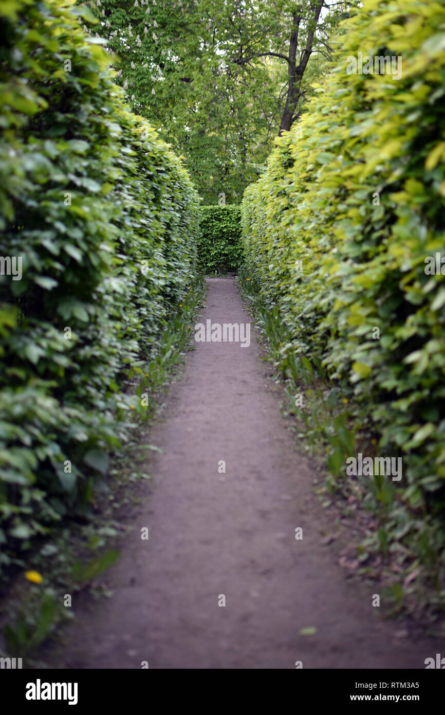 Maze hedge pattern labyrinth hi-res stock photography and images - Alamy