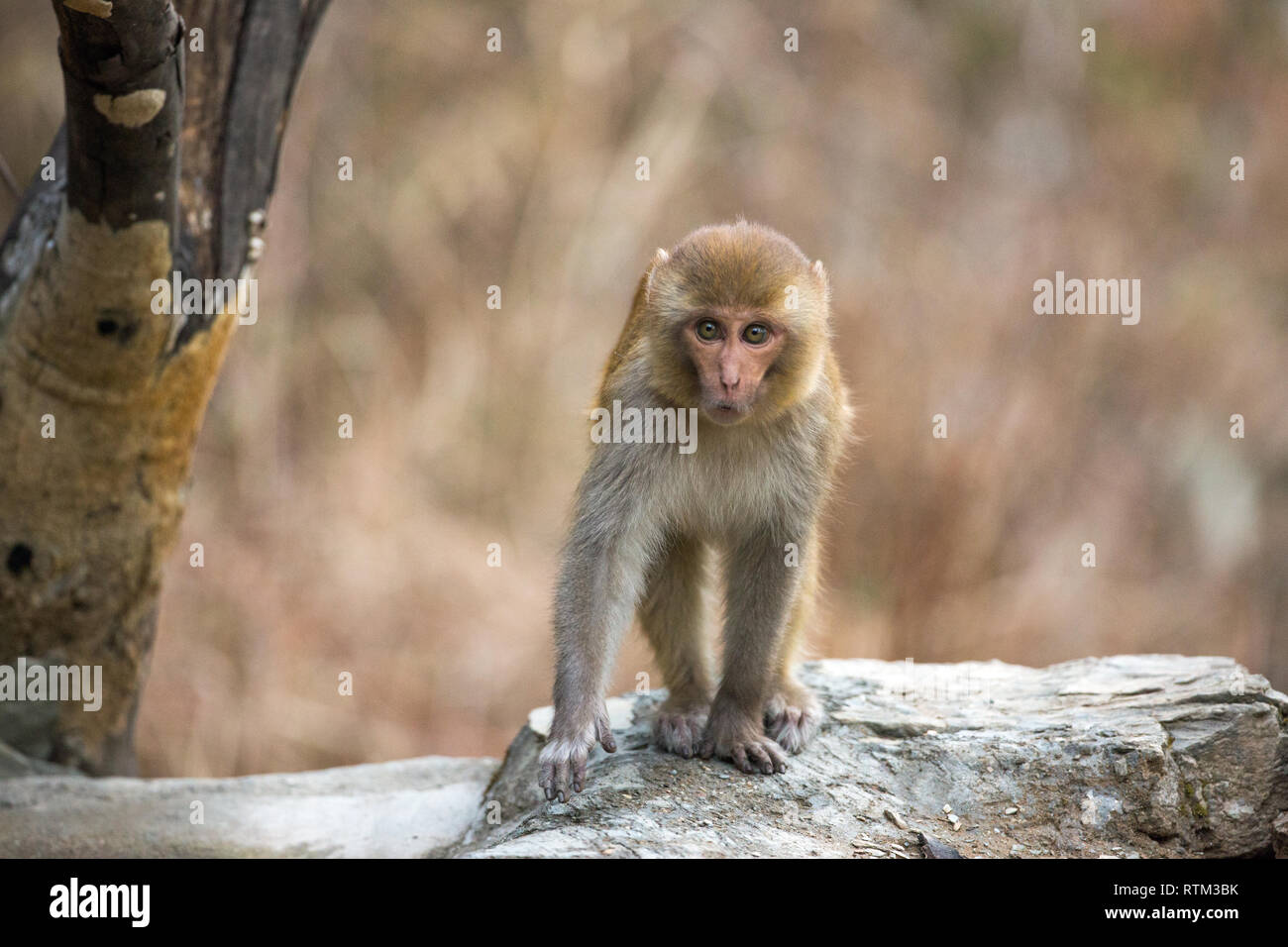 Three front facing digits hi-res stock photography and images - Alamy