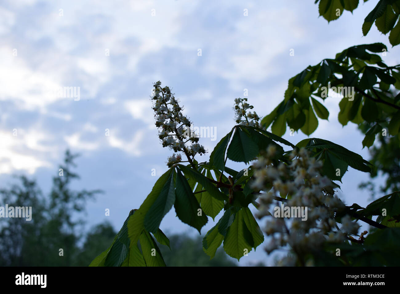 Flowering branches of chestnut (Castanea sativa) tree. Springtime ...
