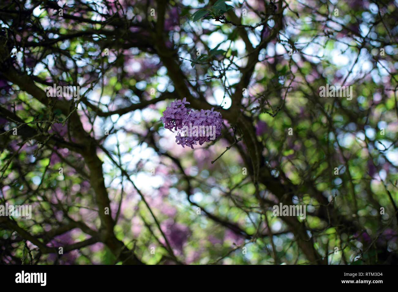 Florescence of Syringa vulgaris (common lilac) springtime. lilac ...