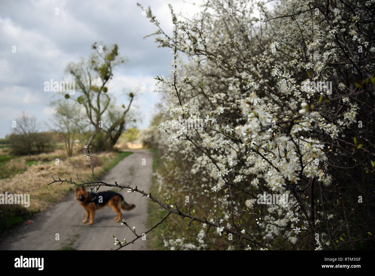 German Shepherd on the dirty road. Springtime, Poland Stock Photo - Alamy