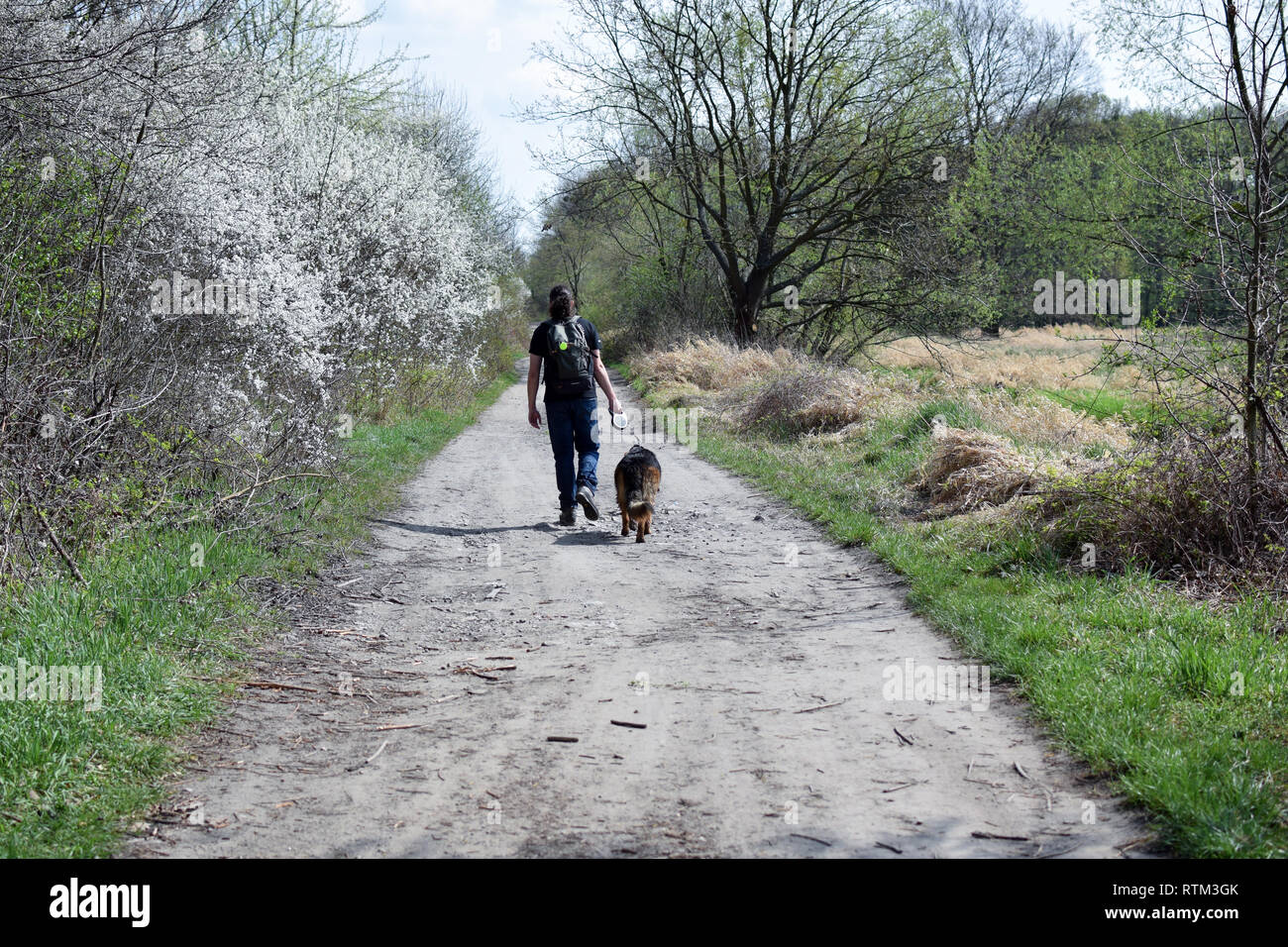 Young man walking with German Shepherd dog. Dirty road outside of town ...