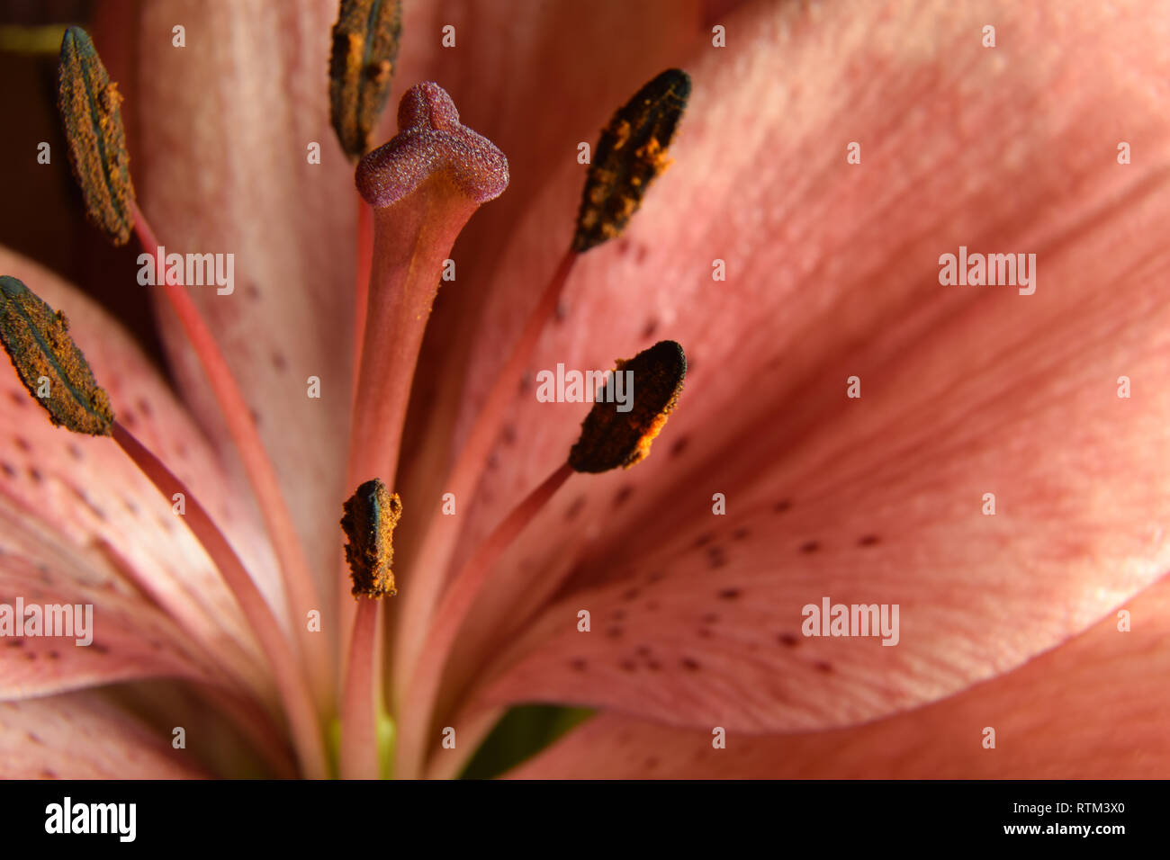 Style stigma stamens head hi-res stock photography and images - Alamy