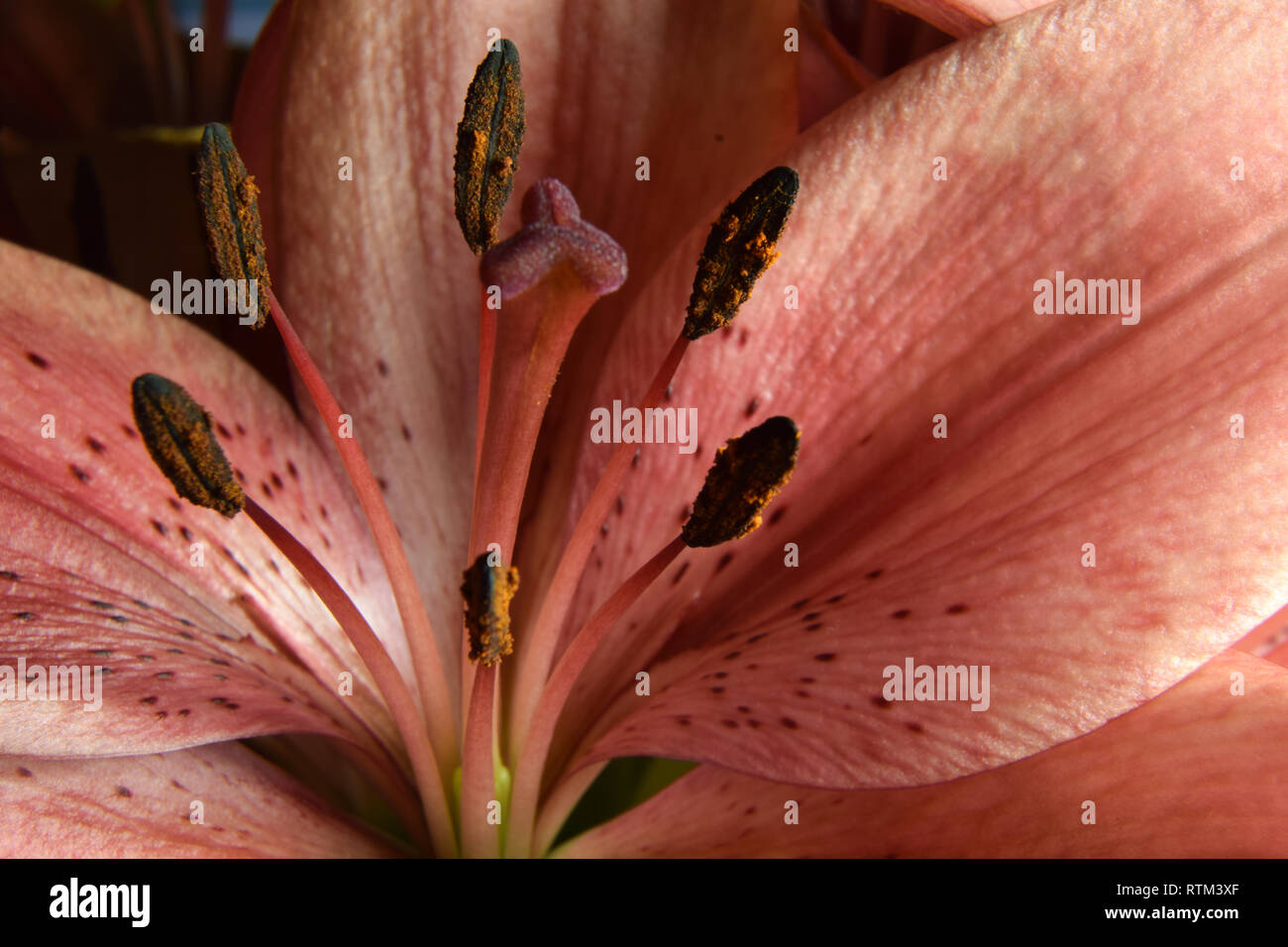 Close up of open lilly head hi-res stock photography and images - Alamy