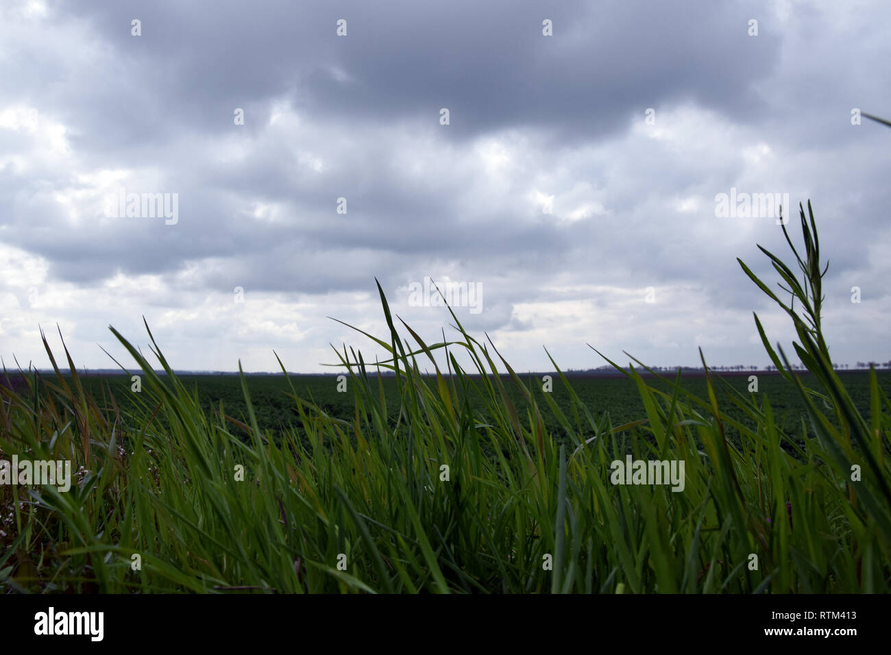 Green fields and cloudy sky. Spring, springtime Stock Photo - Alamy