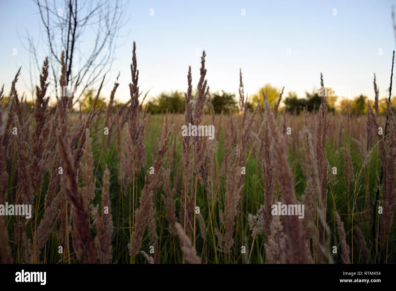 Blade grassy hi-res stock photography and images - Alamy