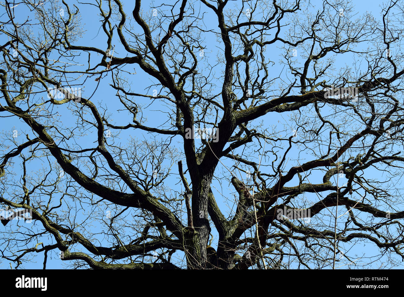 Upper branches of a tree with blue sky background Stock Photo - Alamy