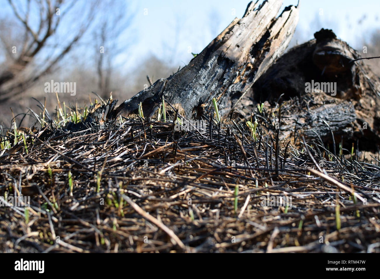 Tree trunk after meadow fire. Grass reborn after fire Stock Photo - Alamy