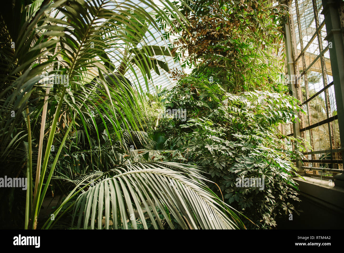 Palm interior garden with diverse cultures of palm trees small and big ...