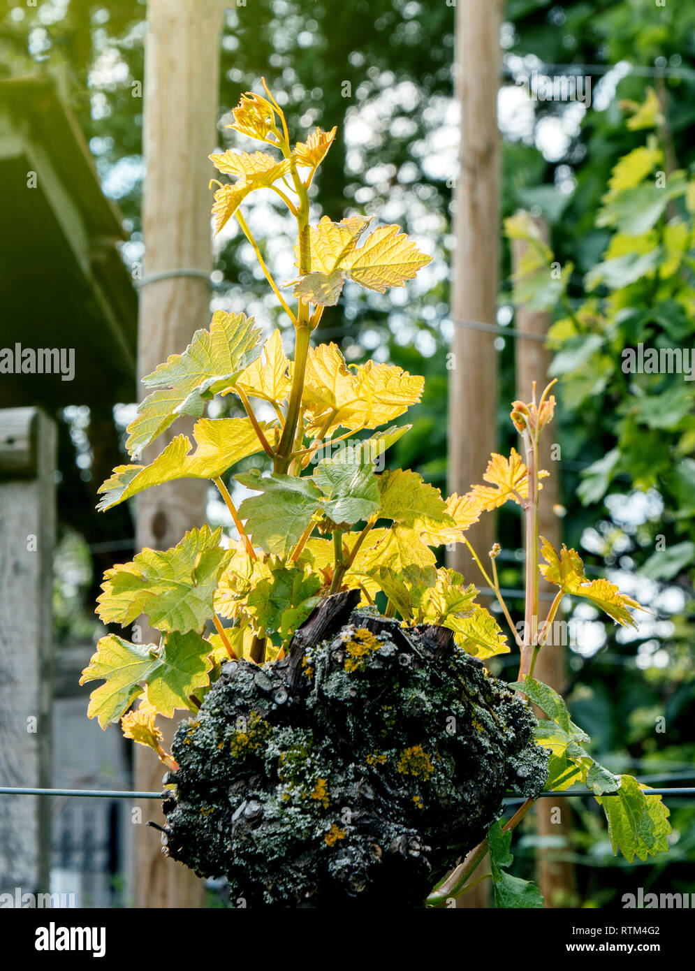 View from above of healthy vine plant in organic bio garden Stock Photo ...