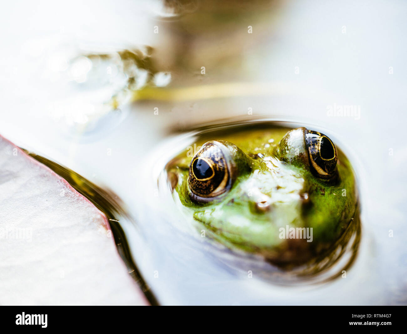 Frog with detailed close-up of the blinking eye in rainforest - animal ...