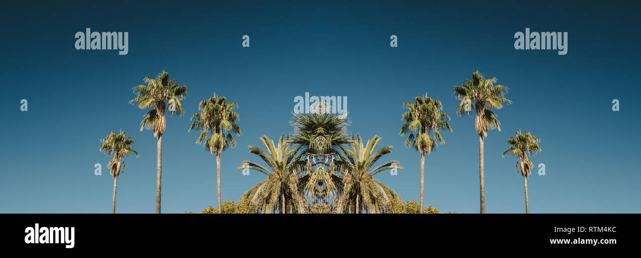 Palms against vibrant blue sky on Spain Barcelona - Music Album cover ...