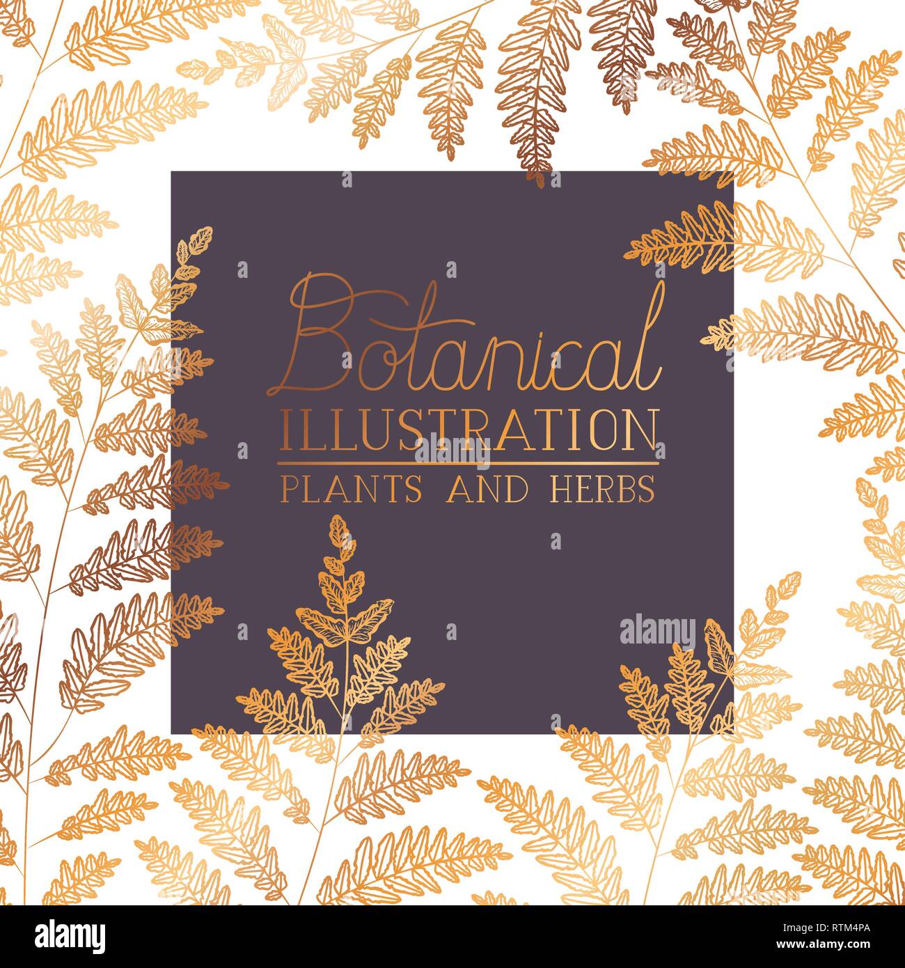 botanical illustration label with plants and herbs Stock Vector Image ...