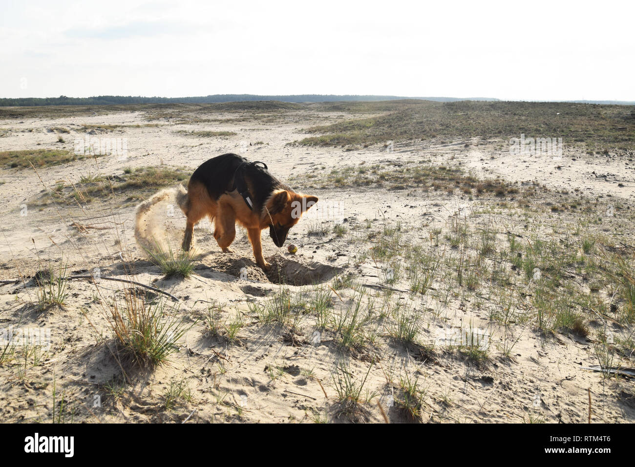 Longhaired Old German Shepherd Dog High Resolution Stock Photography ...