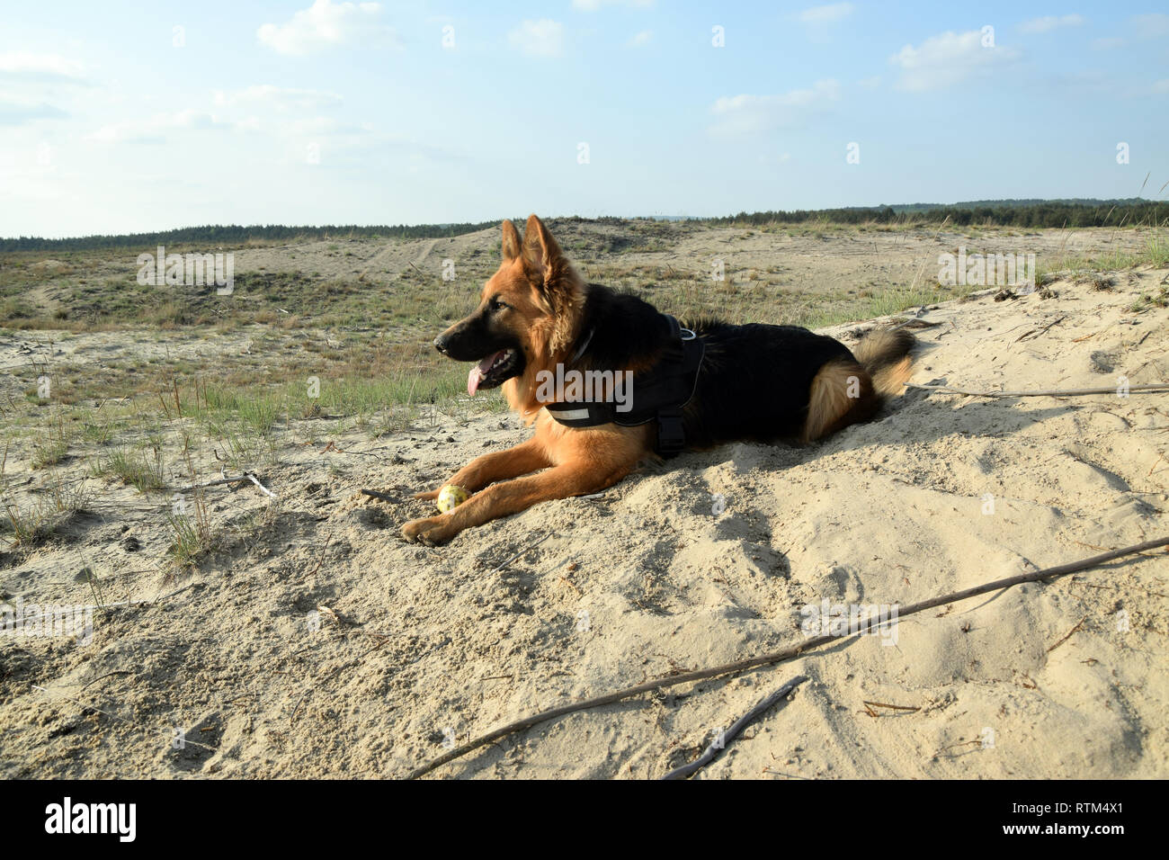 Longhaired Old German Shepherd Dog High Resolution Stock Photography ...