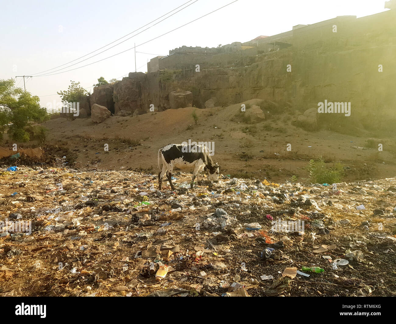 Skinny domestic cow grazing in a garbage pit in the outskirts of Bamako ...