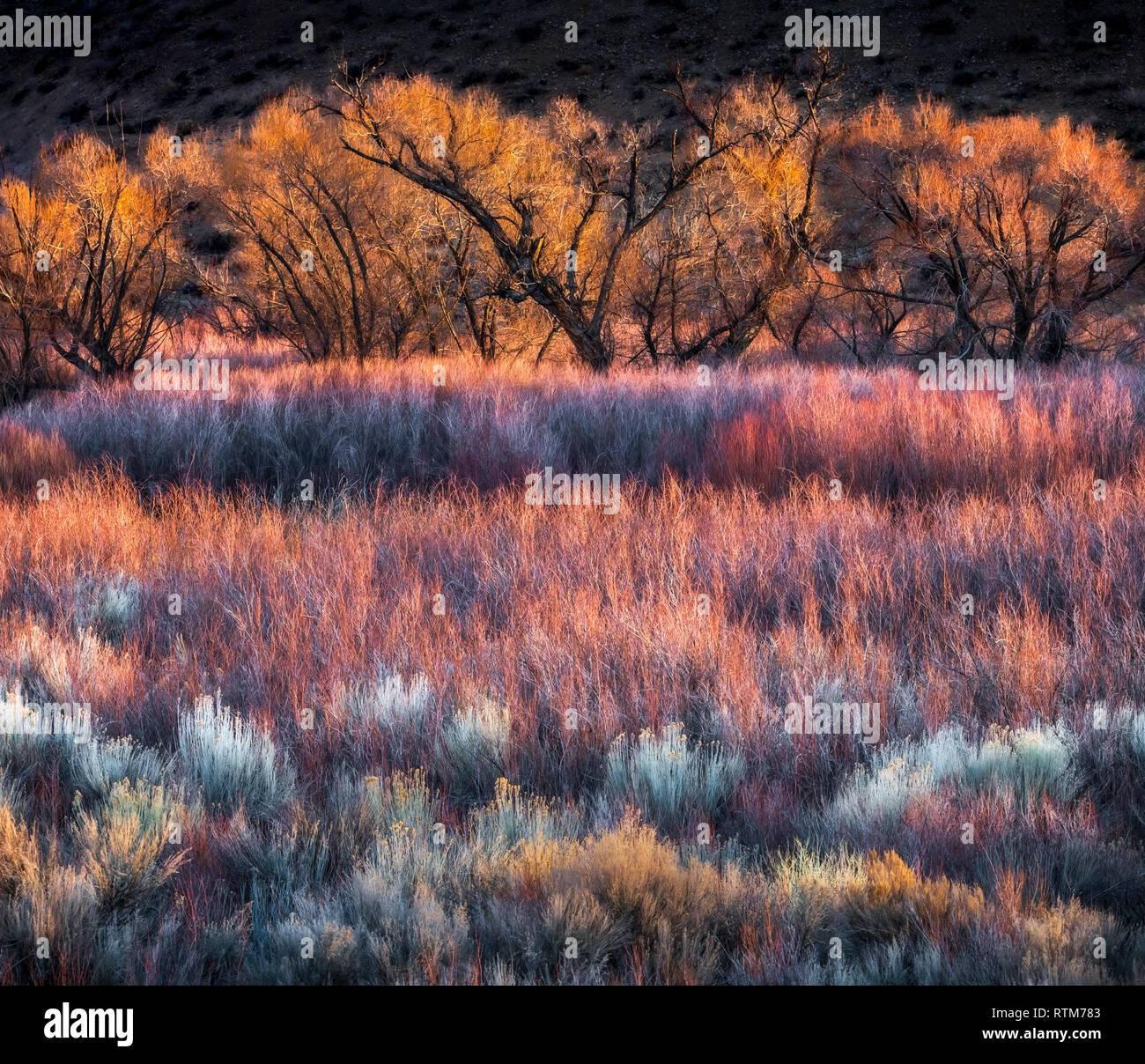 Colorful Trees and Brush near Bishop, CA Stock Photo - Alamy