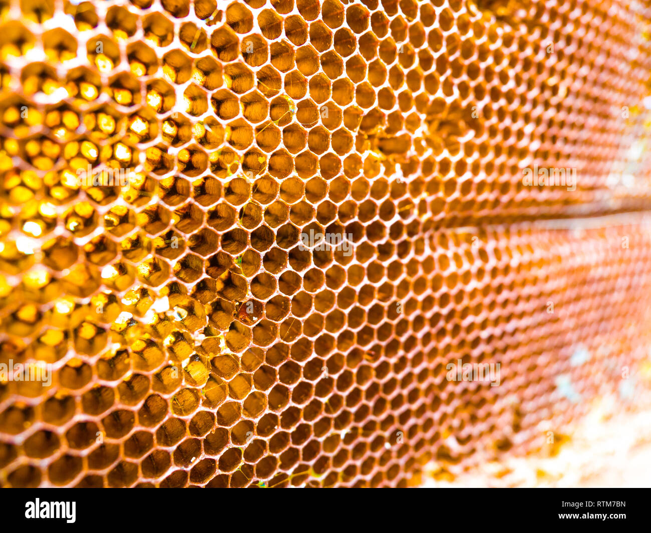 Honey bee comb hi-res stock photography and images - Alamy