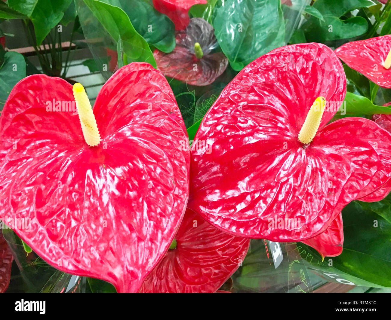 Red anthurium flowes tropical background. Several flowers of Anthurium ...