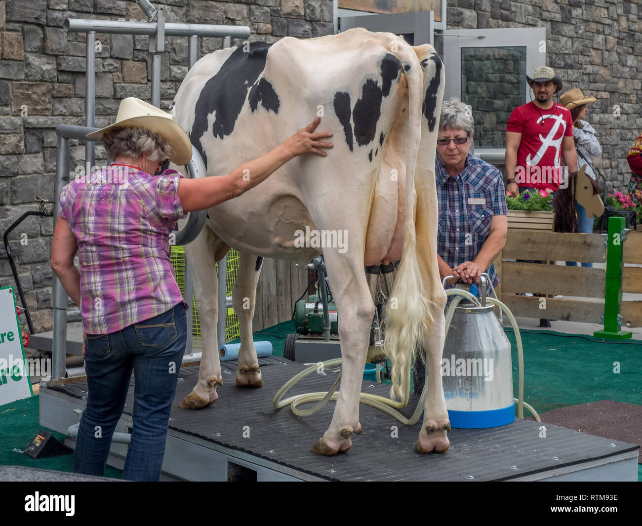 Cattle stampede hi-res stock photography and images - Alamy
