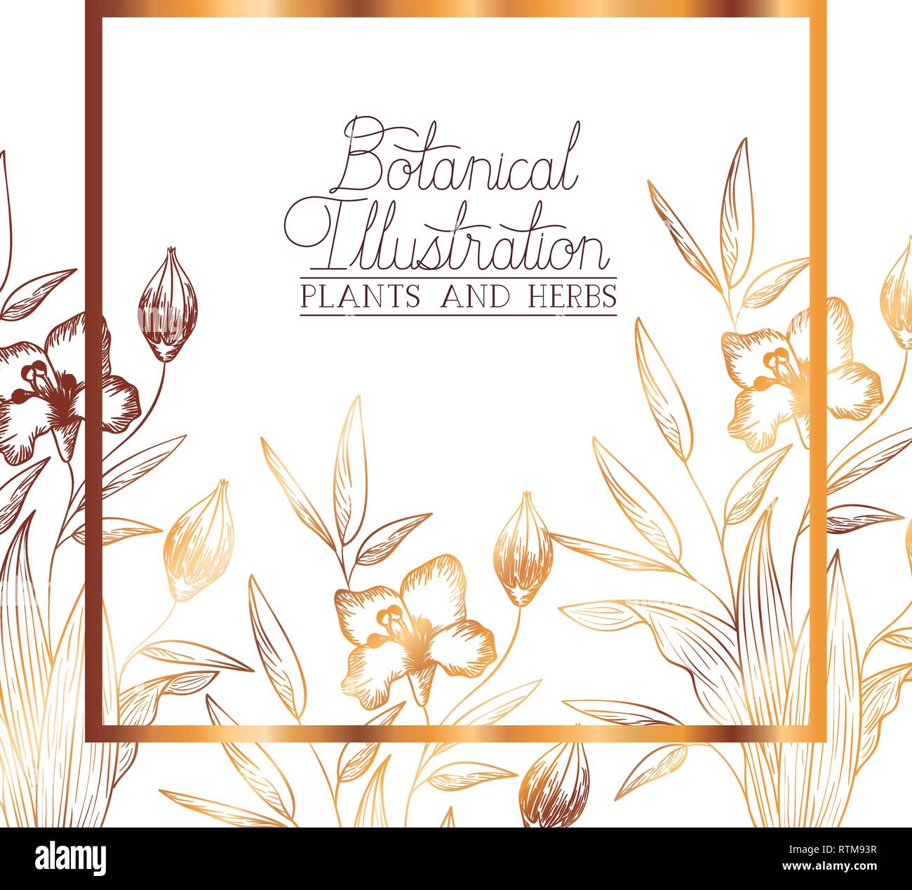 botanical illustration label with plants and herbs Stock Vector Image ...