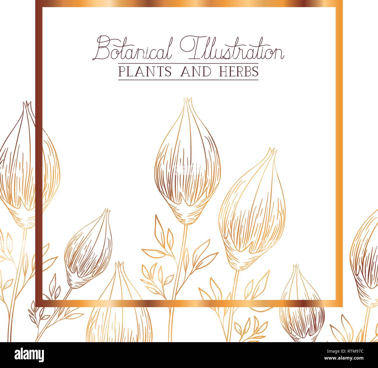 botanical illustration label with plants and herbs Stock Vector Image ...
