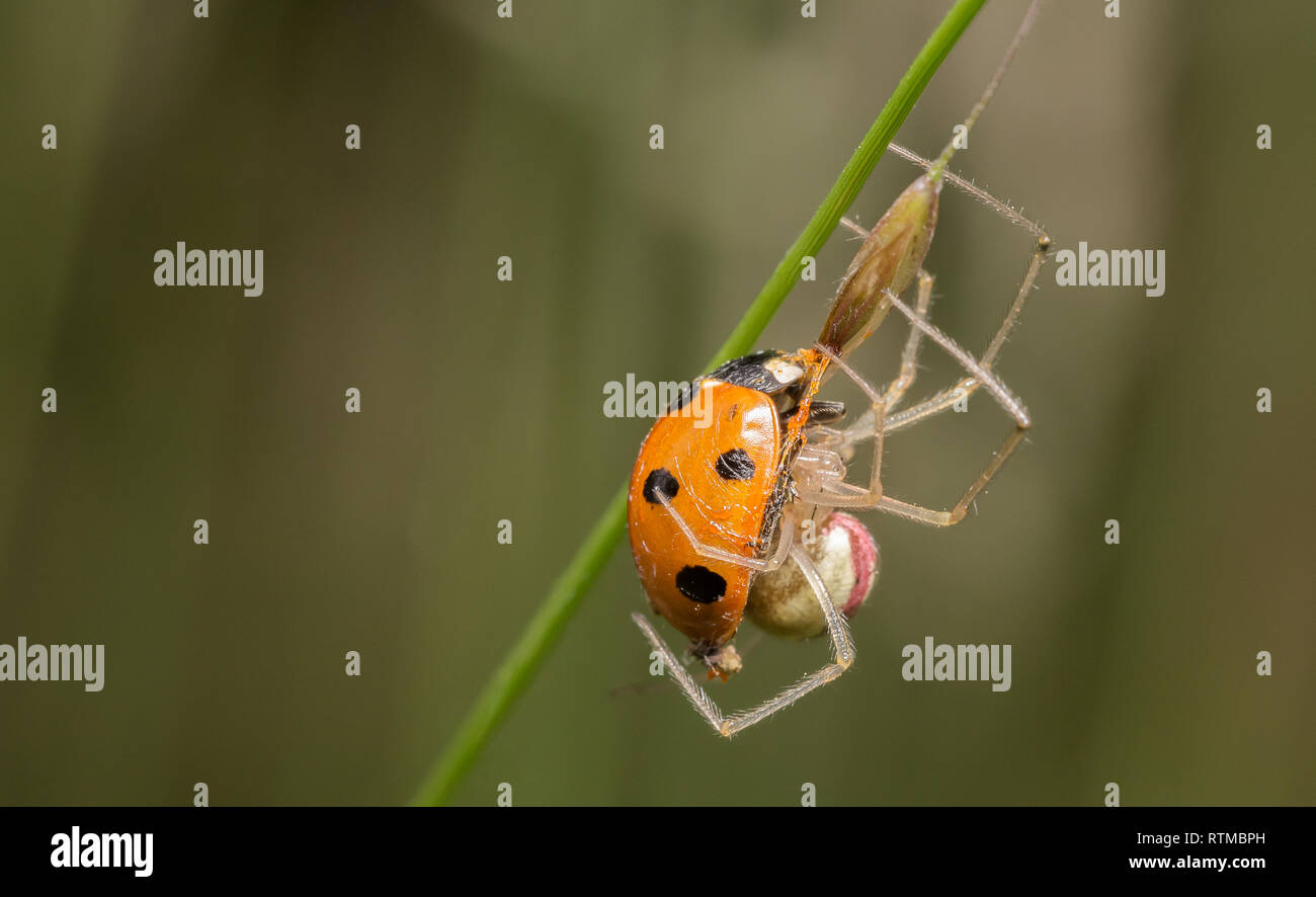 Ladybird spiders hi-res stock photography and images - Alamy