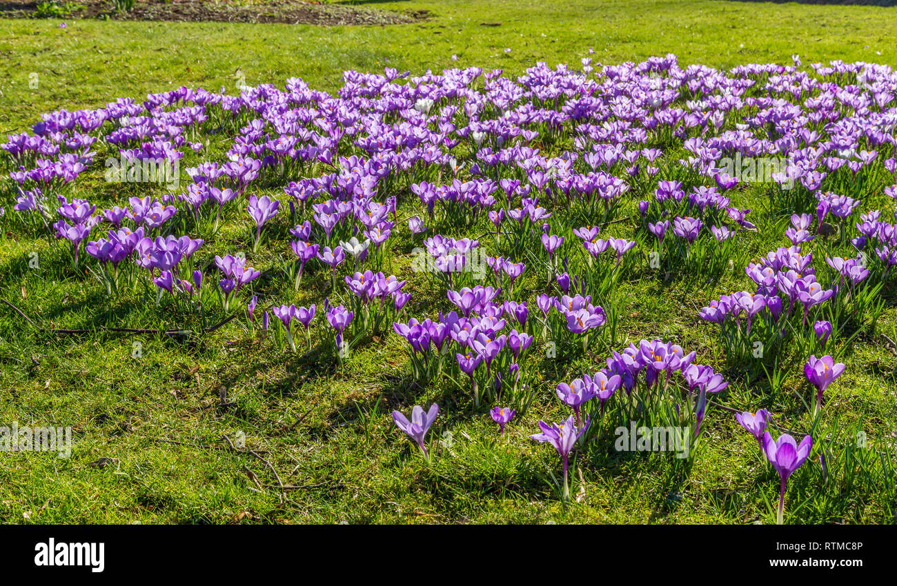 Crocus display at Lister Park, Bradford, Yorkshire, UK Stock Photo - Alamy