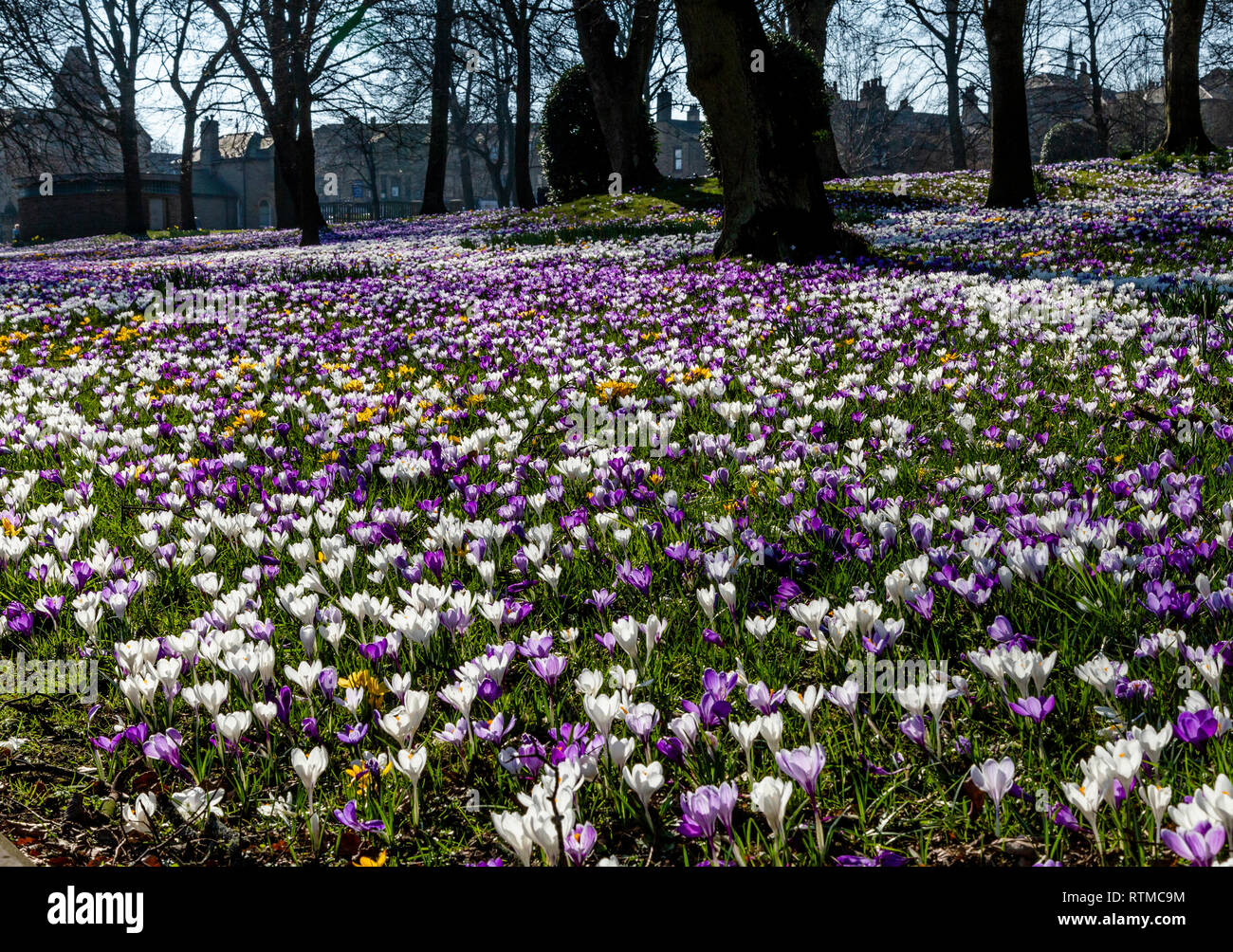 Crocus display at Lister Park, Bradford, Yorkshire, UK Stock Photo - Alamy