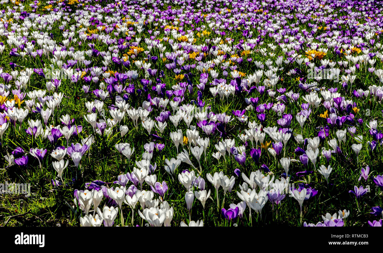 Crocus display at Lister Park, Bradford, Yorkshire, UK Stock Photo - Alamy