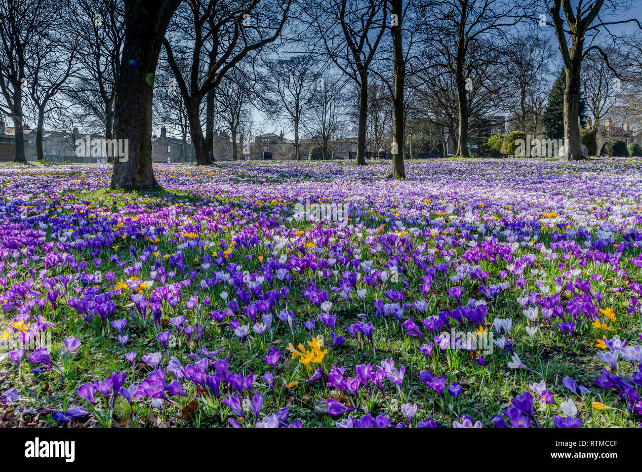 Crocus display at Lister Park, Bradford, Yorkshire, UK Stock Photo - Alamy