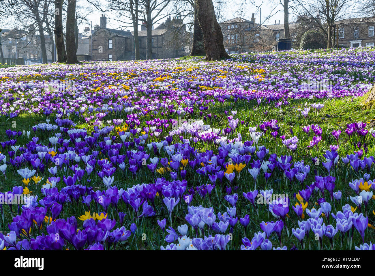 Crocus display at Lister Park, Bradford, Yorkshire, UK Stock Photo - Alamy