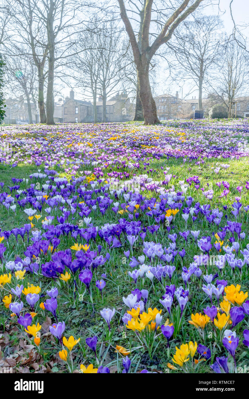Crocus display at Lister Park, Bradford, Yorkshire, UK Stock Photo - Alamy