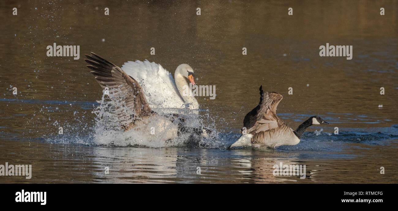 Canada geese branta canadensis and swan hi-res stock photography and ...