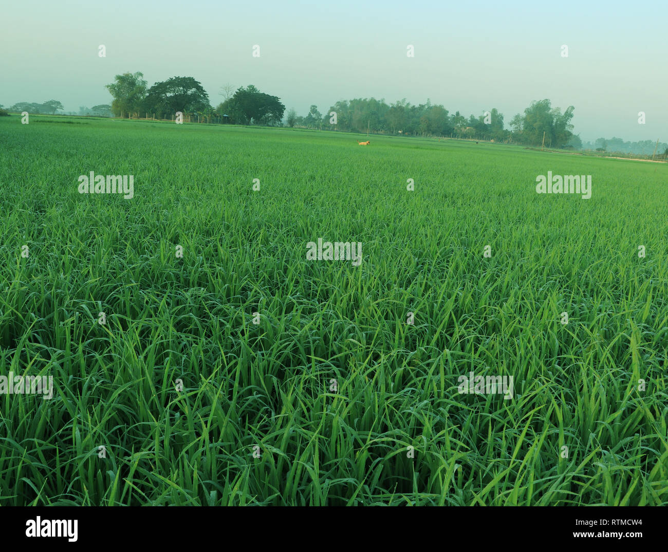 Green growing rice plants at the rice field Stock Photo - Alamy