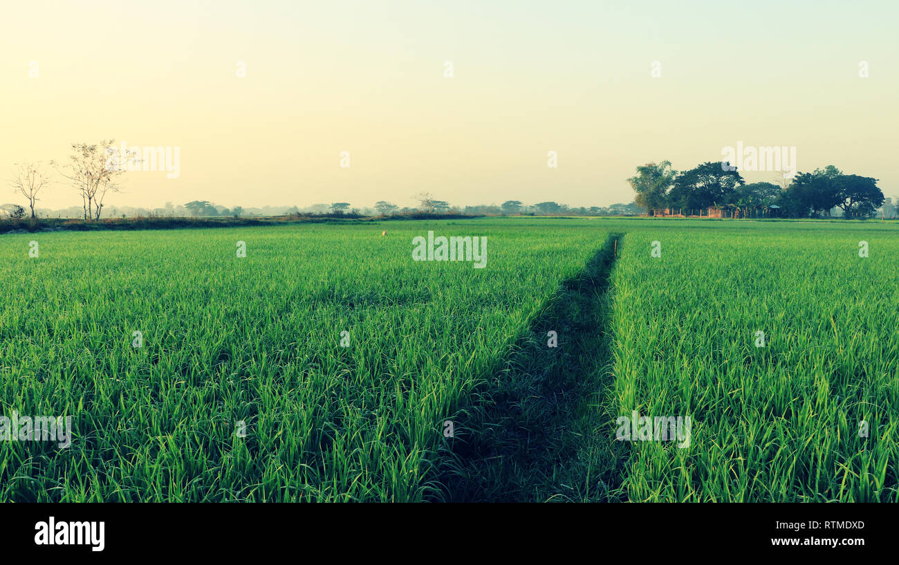 Green growing rice plants at the rice field Stock Photo - Alamy