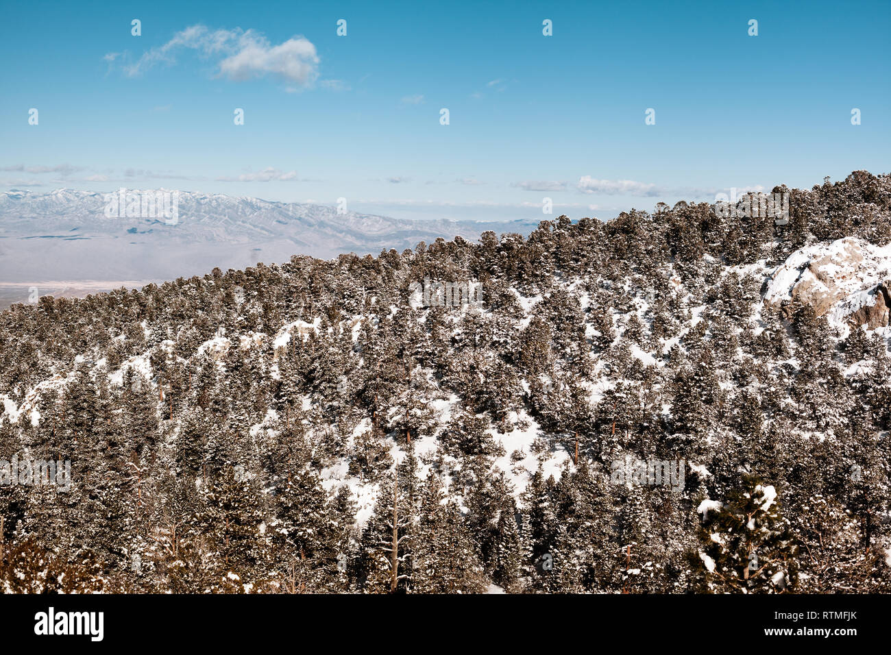 Winter landscape with pine tree and snow, Southern Nevada, USA Stock ...