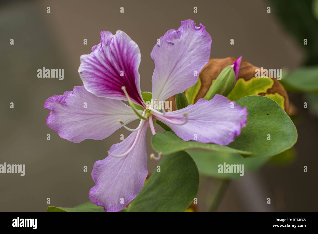 Single pink flower of orchid tree - Bauhinia variegata Stock Photo - Alamy