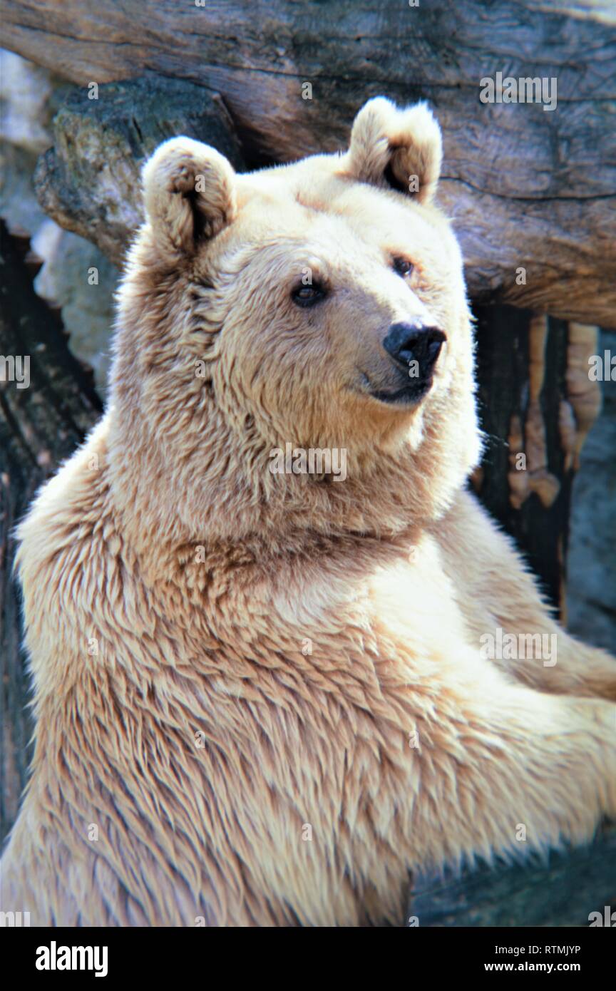 bear Wildlife animal zoo predator Stock Photo - Alamy