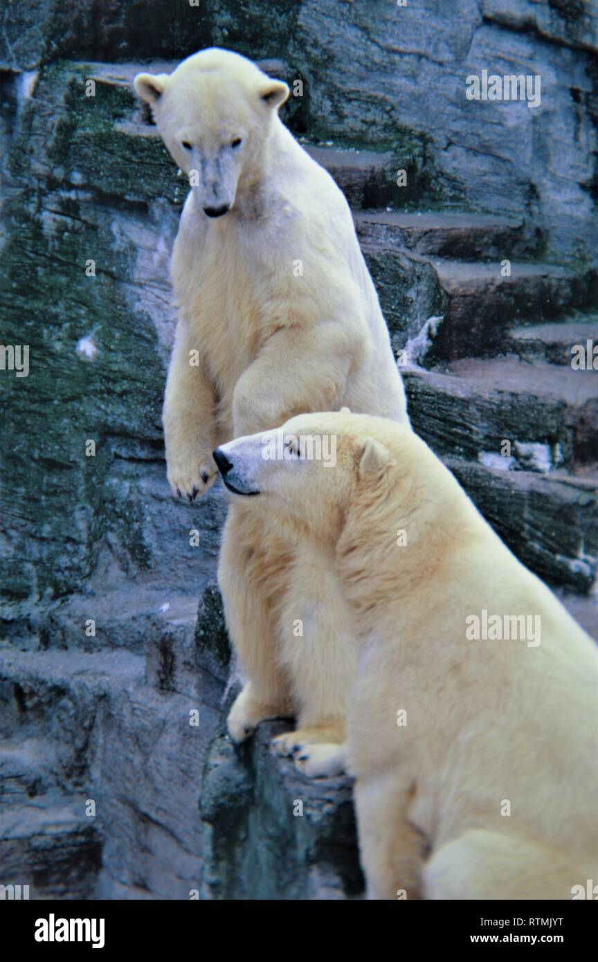 bear Wildlife animal zoo predator Stock Photo - Alamy