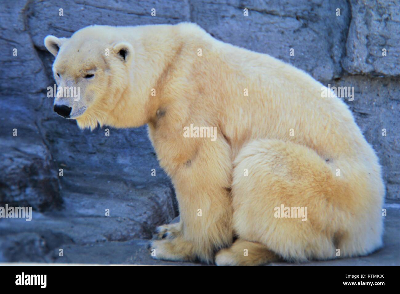 bear Wildlife animal zoo predator Stock Photo - Alamy