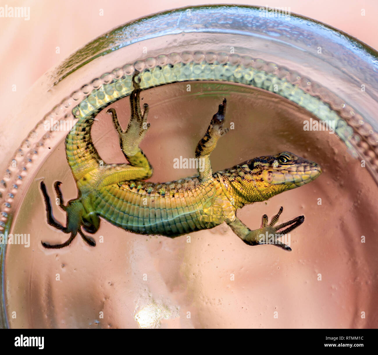 Glass lizard hi-res stock photography and images - Alamy