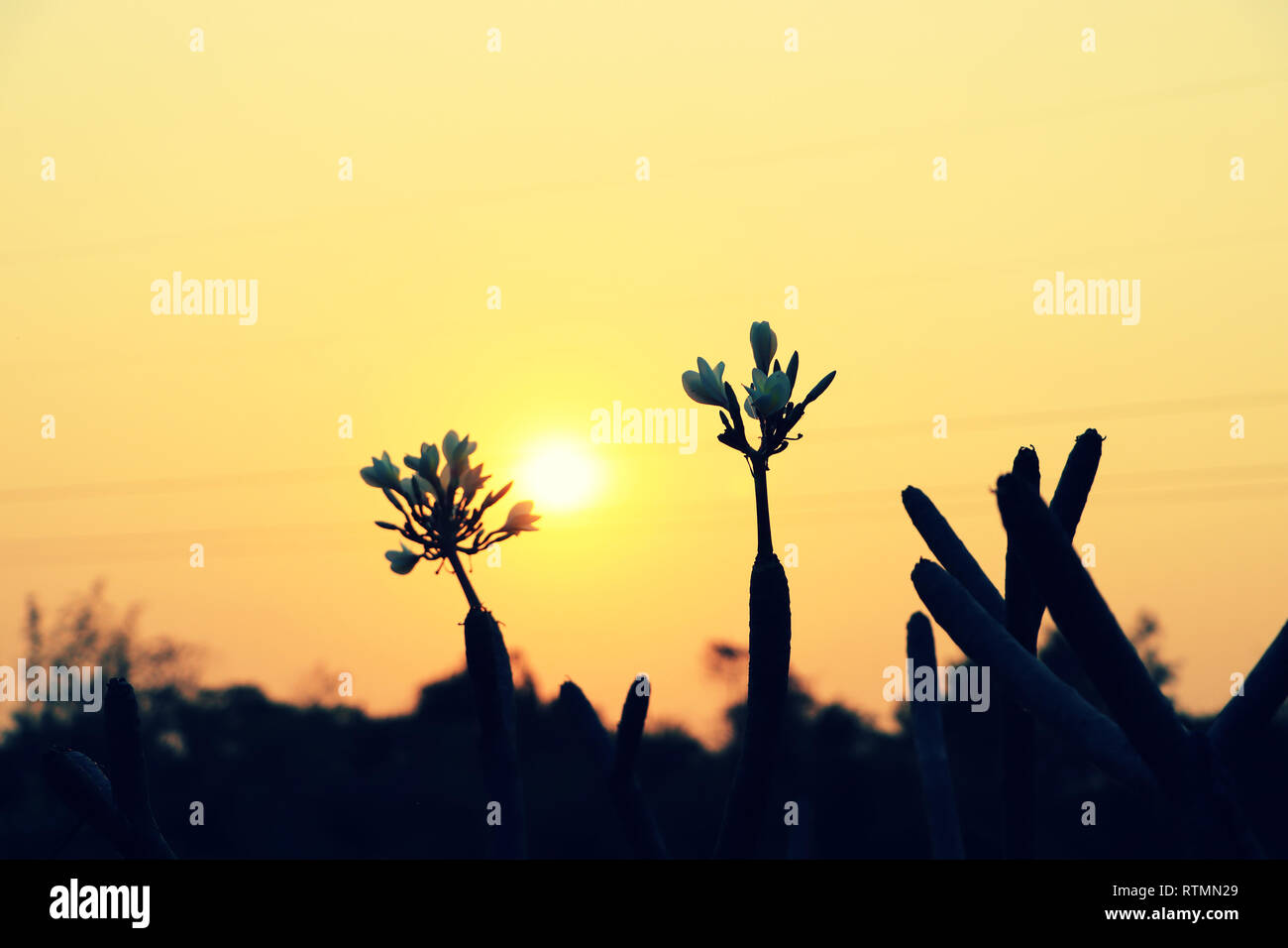 Colorful sunset and the frangipani flower plant Stock Photo - Alamy