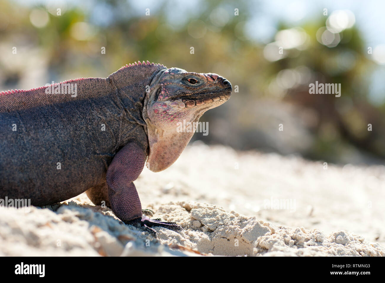 exuma island iguana in the bahamas Stock Photo - Alamy