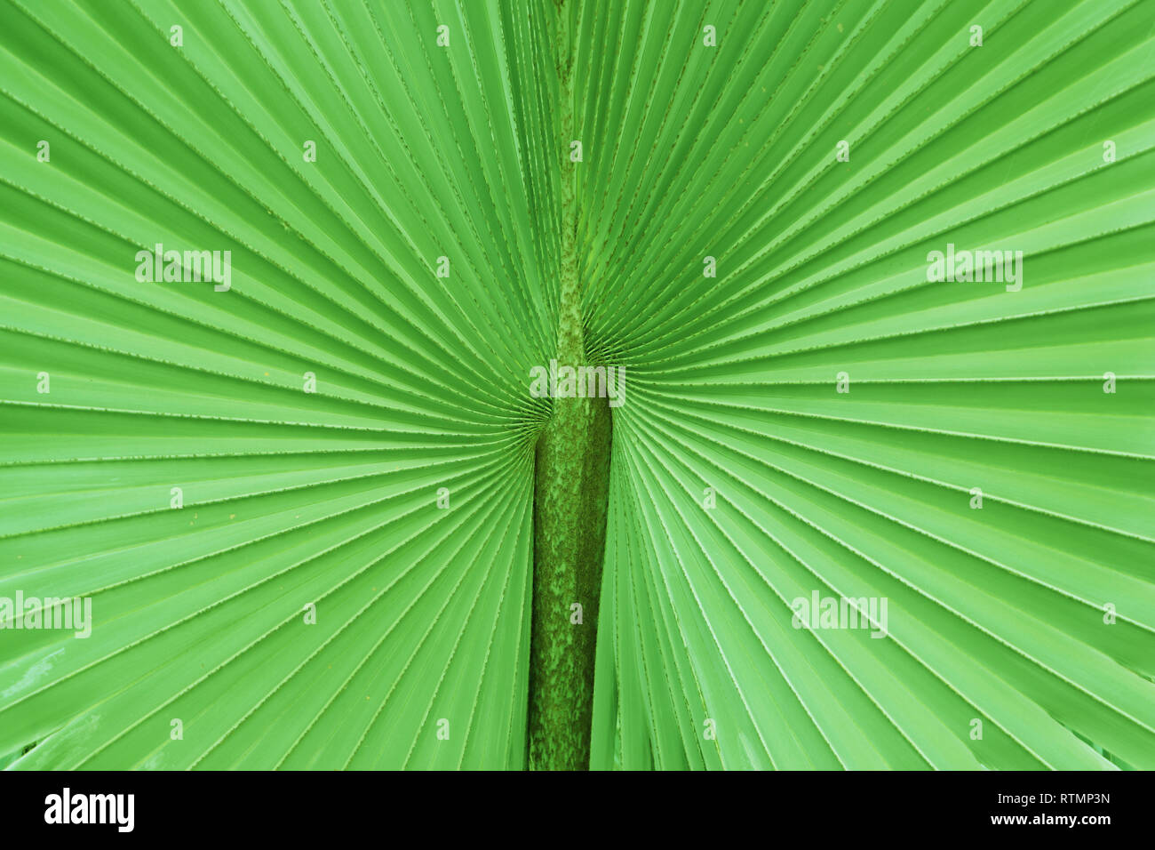 Green palm tree leaf for abstract background Stock Photo - Alamy