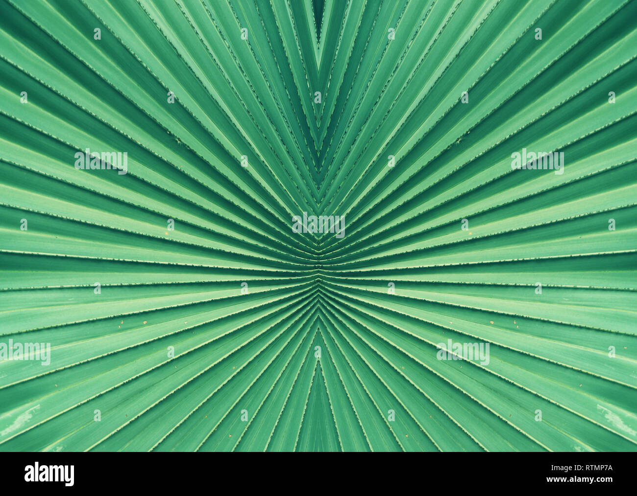 Green palm tree leaf for abstract background Stock Photo - Alamy