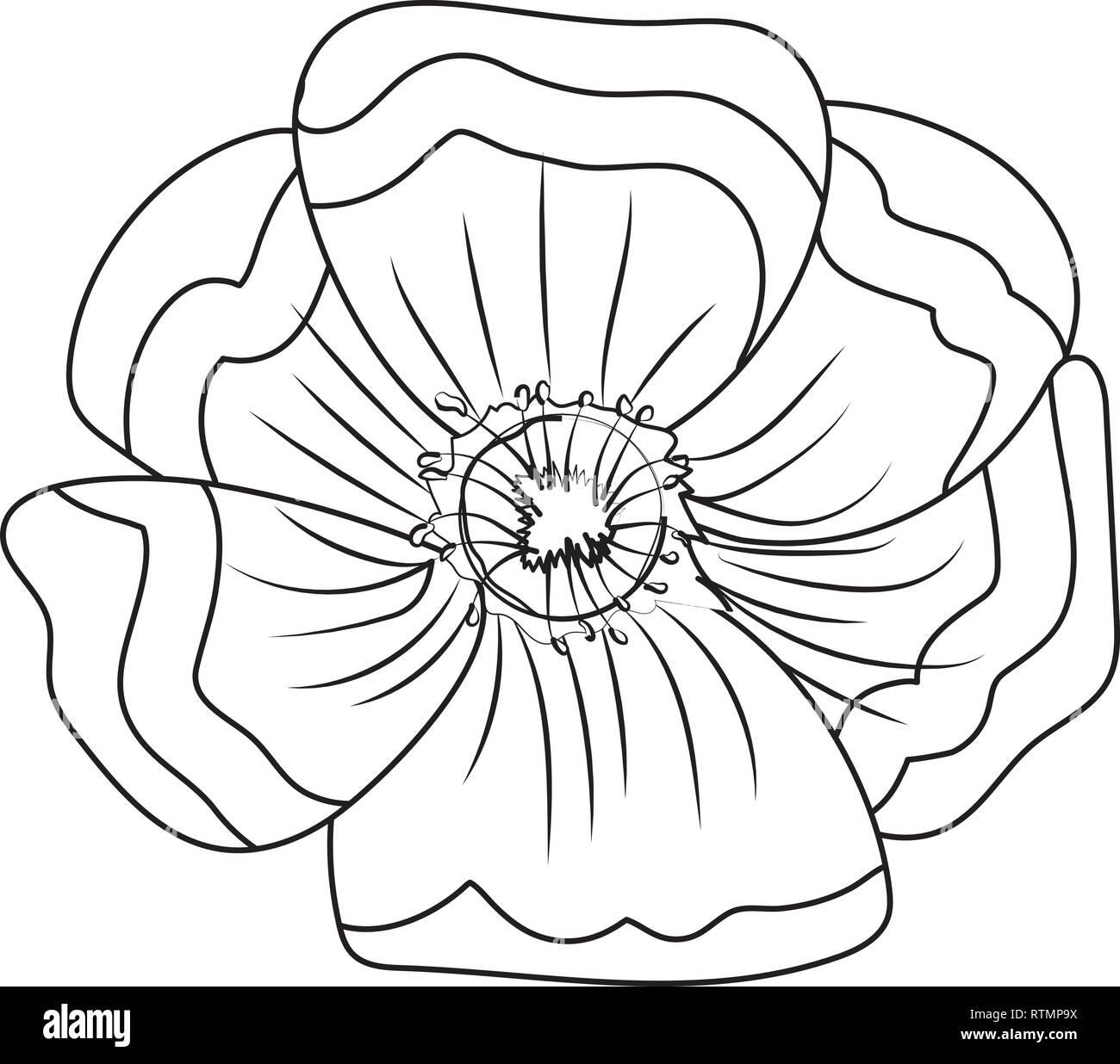 flower petals drawing Stock Vector Image & Art - Alamy