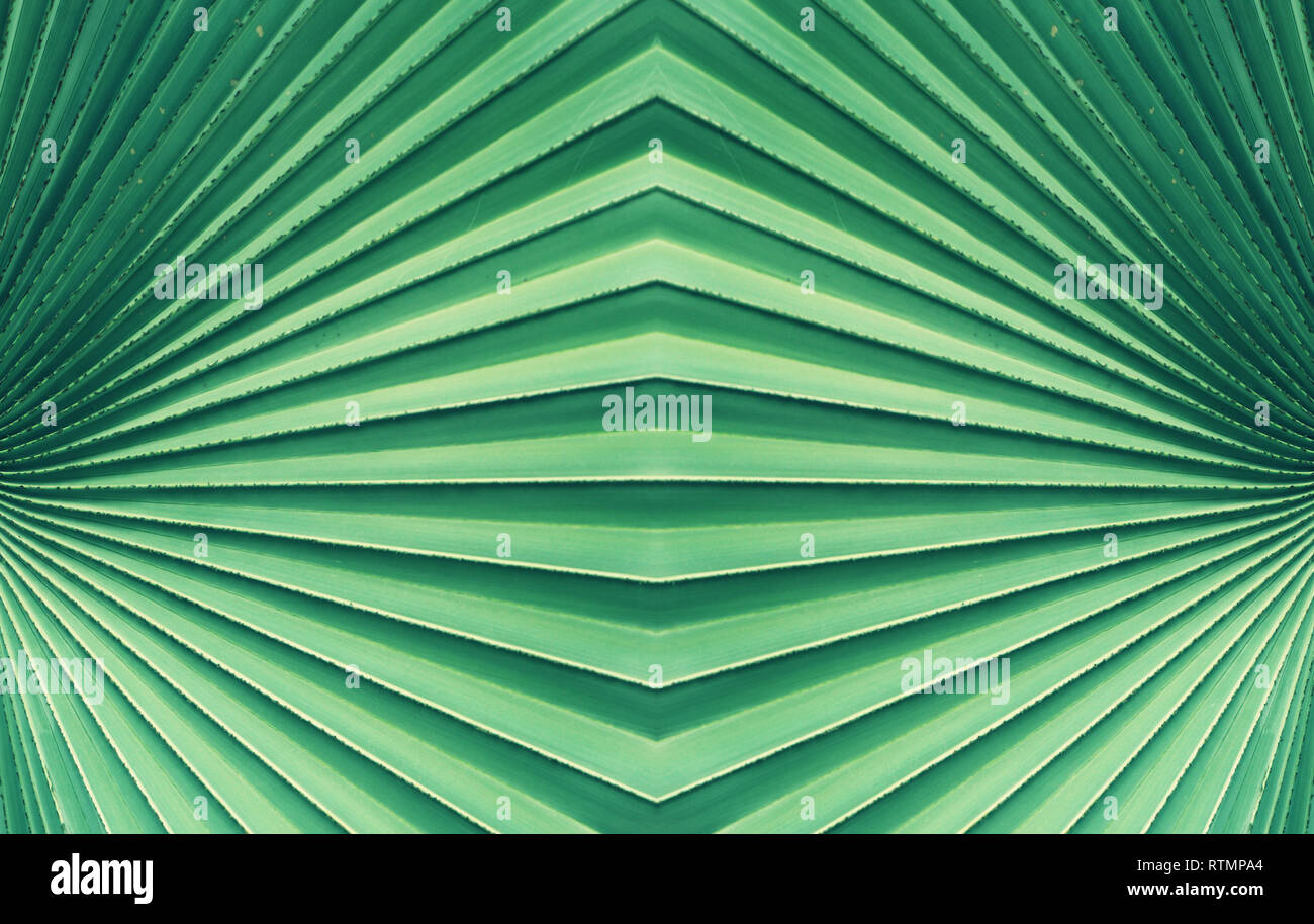 Green palm tree leaf for abstract background Stock Photo - Alamy